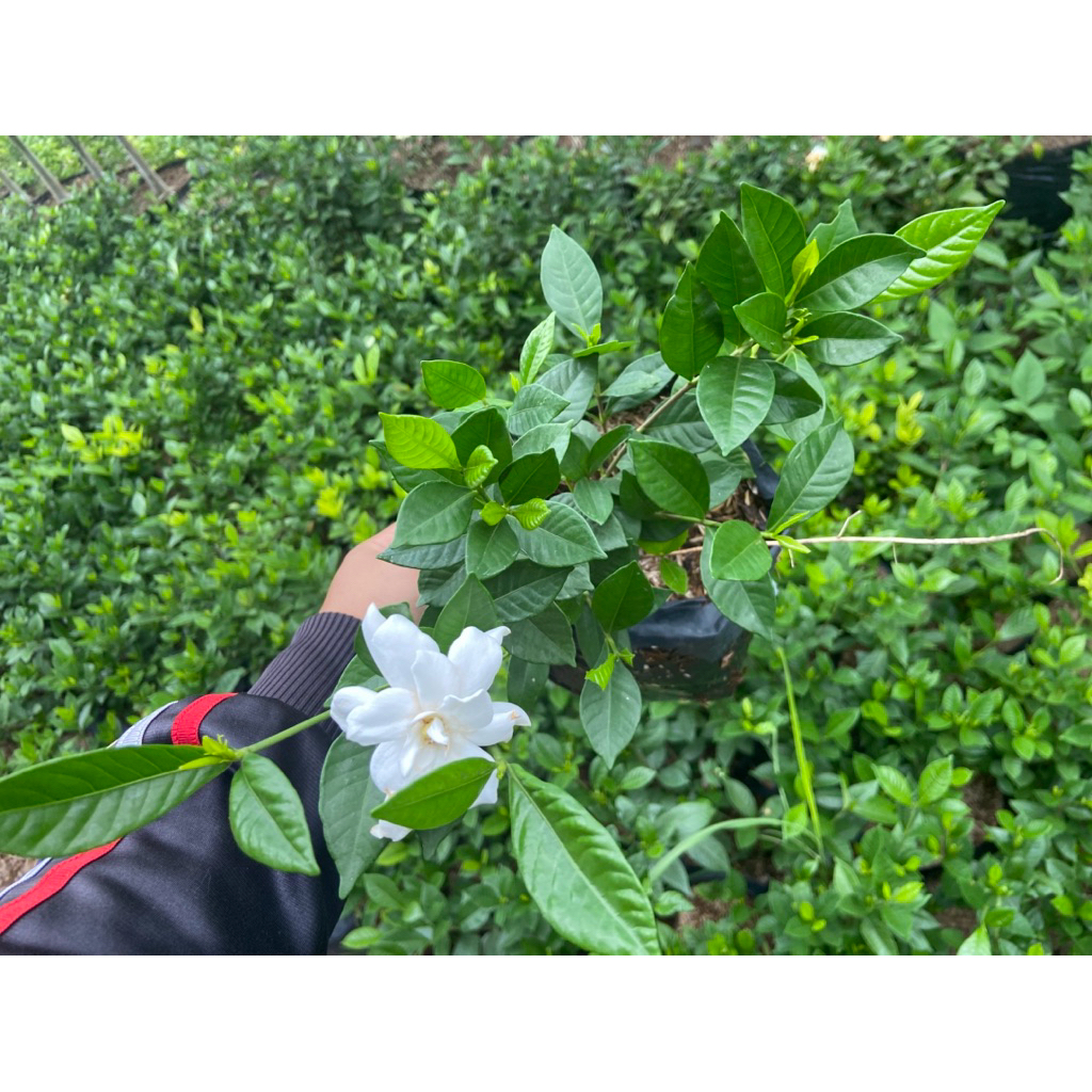 HOT SALE‼️ GREEN ROSAL PLANT Double Petal (MABANGO ANG BULAKLAK)‼️ ...