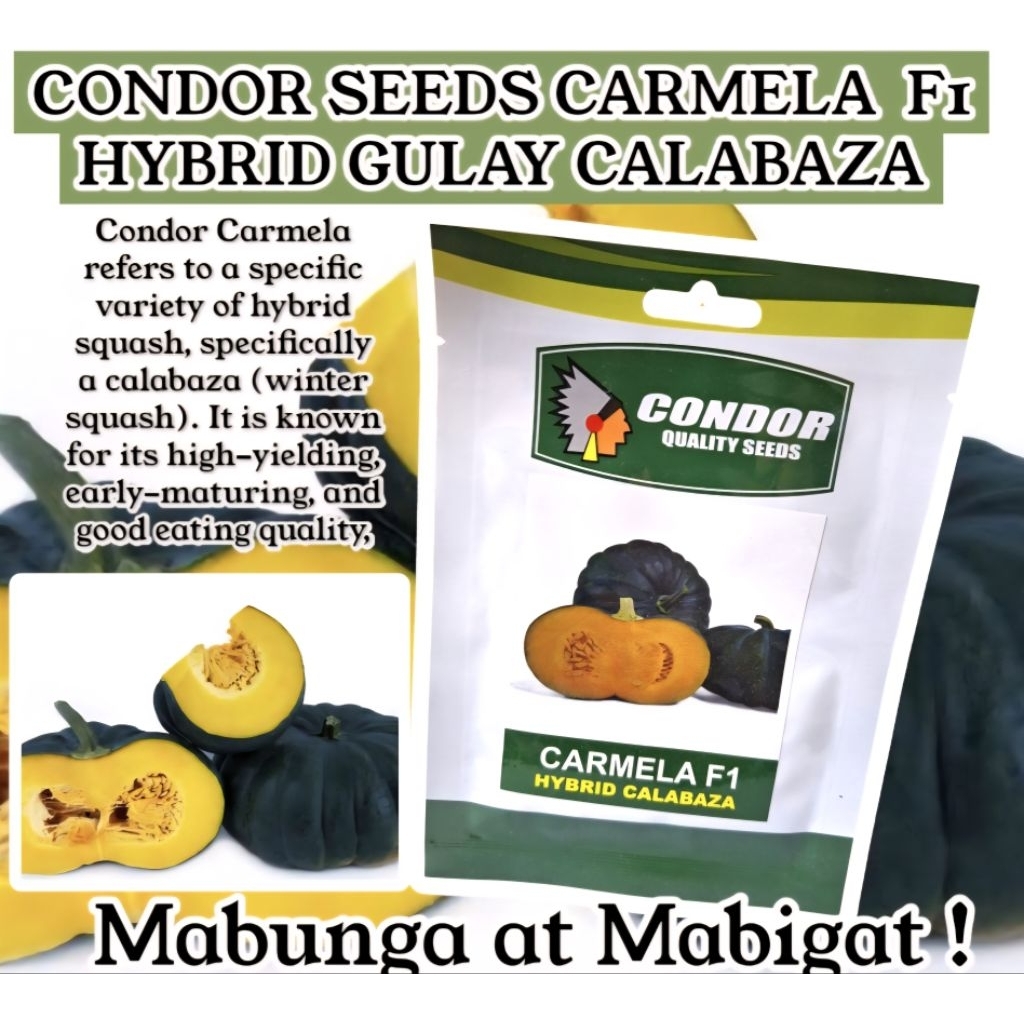 KALABASA Condor Carmela F1 Hybrid Calabaza Quality Vegetable Gulay ...