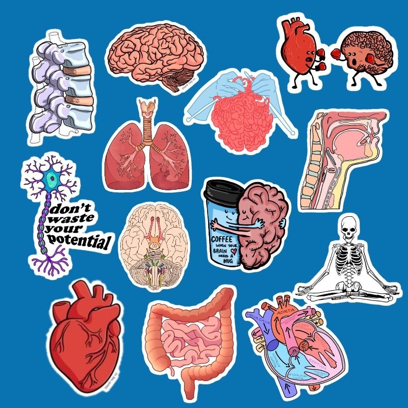 Anatomy Stickers | Vinyl Matte Laminated Waterproof and Scratchproof ...