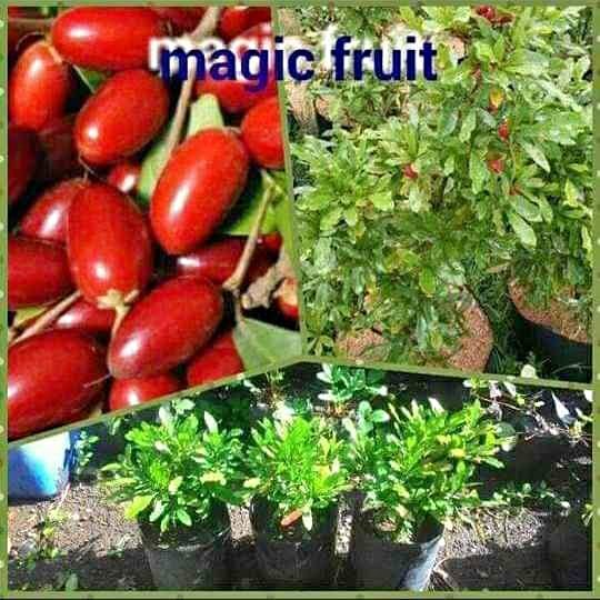 magic fruit seedlings | Shopee Philippines