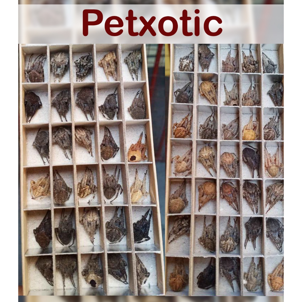 Spider G Derby ( All Size Available ) | Shopee Philippines