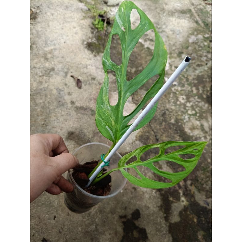 monstera indu hybrid variegated | Shopee Philippines