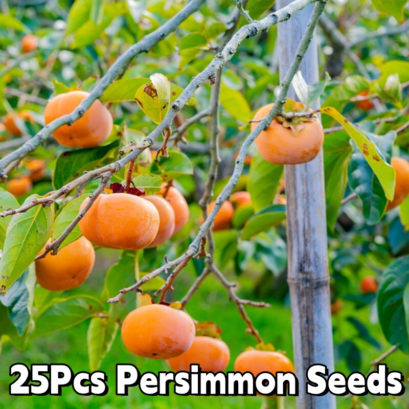 25Pcs/Pack Sweet Persimmon Seeds/Bonsai Persimmon Fruit Tree Seeds ...