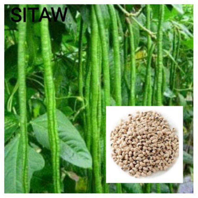 SITAW HIGH QUALITY SEEDS GARDEN PLANTING 20PCS | Shopee Philippines
