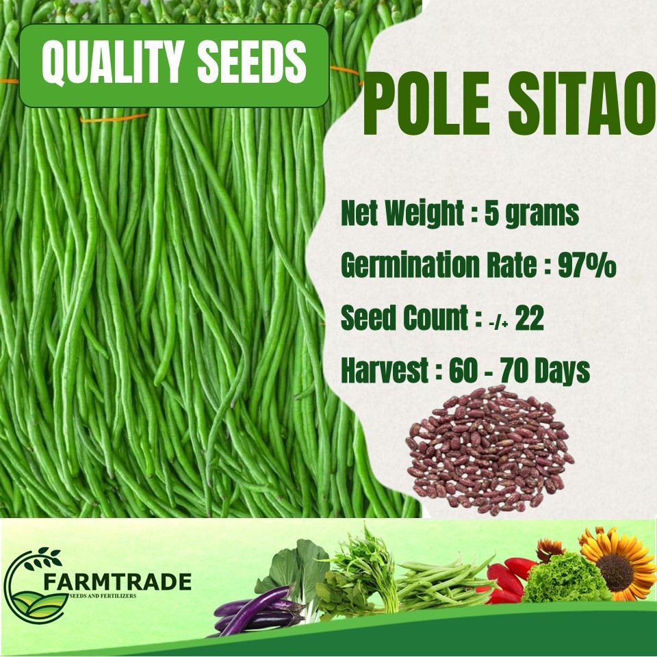 POLE SITAO ( 22 Seeds ) - Long Green Variety | Shopee Philippines