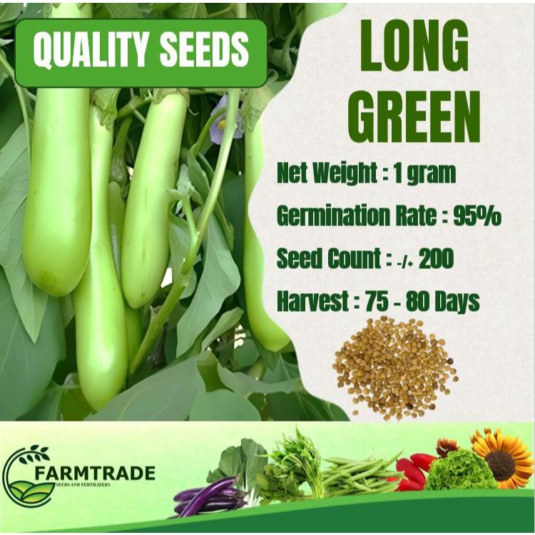 EGGPLANT LONG GREEN SEEDS (200 Seeds) | Shopee Philippines