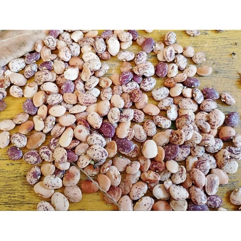 Native Patani Seeds(Lima beans) 50pcs seeds for planting | Shopee ...