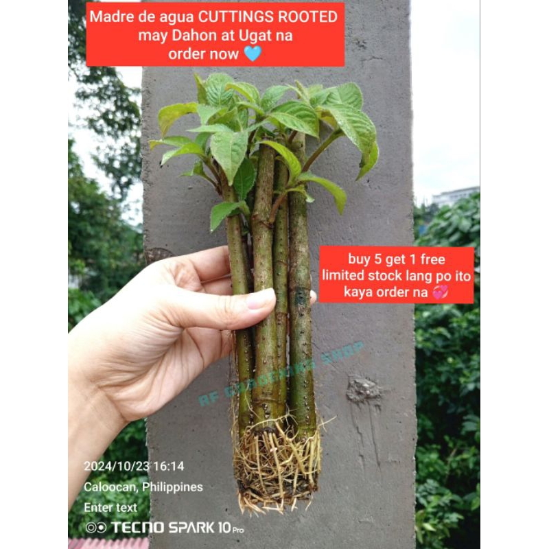 SURE HIGH QUALITY MADRE DE AGUA CUTTINGS ROOTED BUY 5 GET 1 FREE ...
