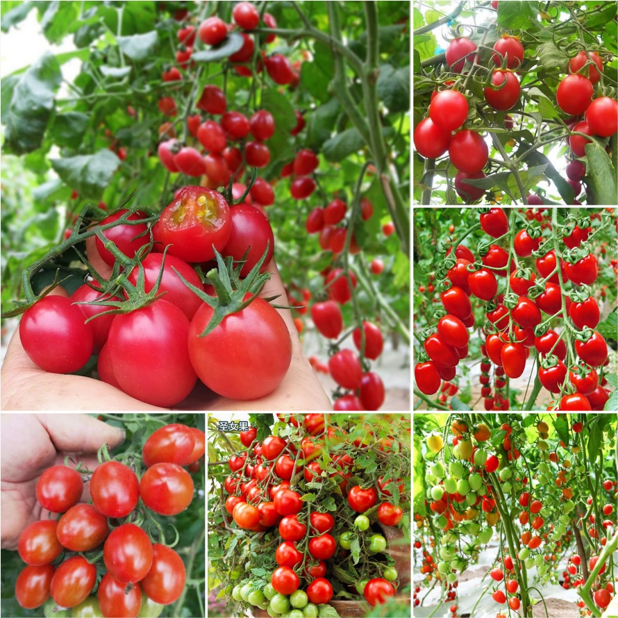 200 Seeds/pack SUPER POPE TOMATO SEEDS- TOMATOES SEEDS High Yielding ...