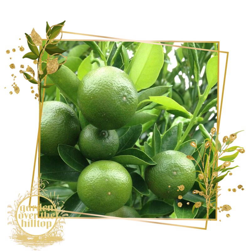 calamansi kalamansi musk lime philippine lime seeds for planting (6 ...