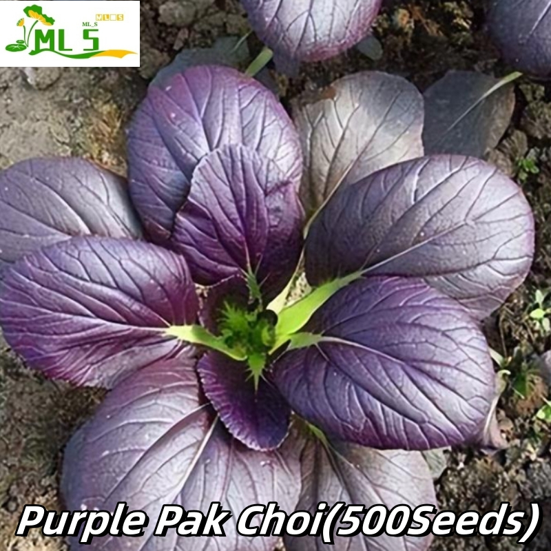 (500Seeds/Pack)Purple Pechay Pak Choi Bok Choi Vegetable Seeds For ...