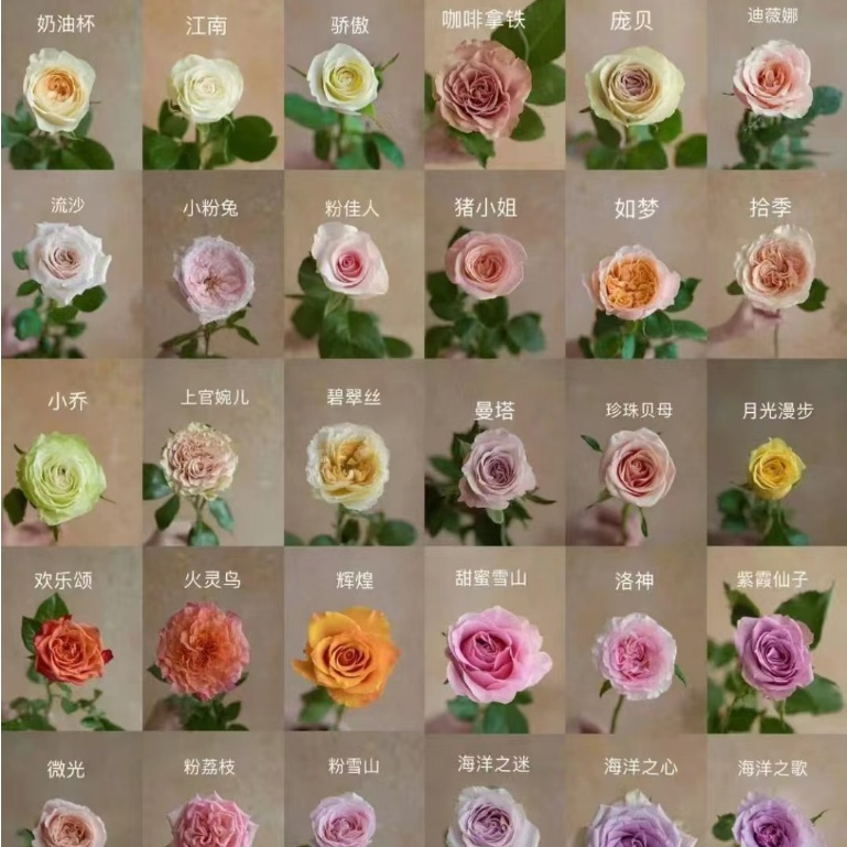 Cut Flower Rose Collection Edition | Shopee Philippines