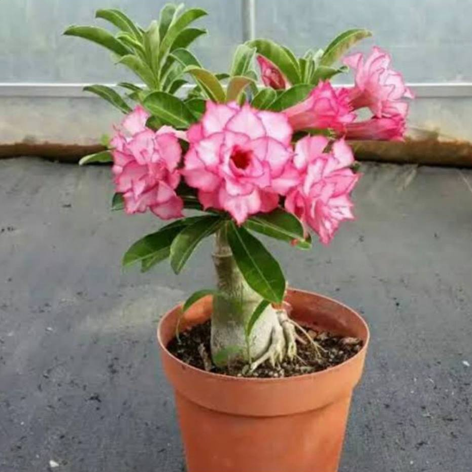 100seeds Adenium Double Petal Seeds - flower plants Indoor planting ...