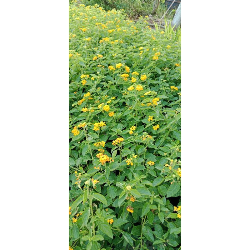 West Indian Lantana (Lantana Camara Plant) | Shopee Philippines