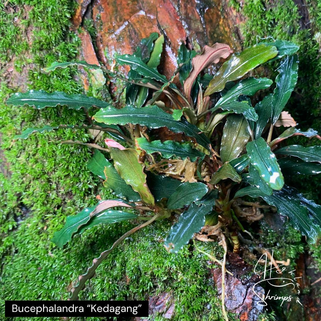 Bucephalandra Kedagang Emersed Form | Shopee Philippines