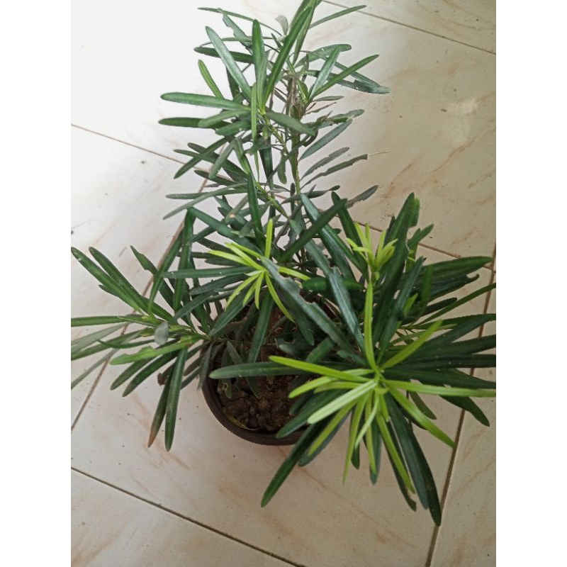 BUDDHIST PINE/PODOCARPUS MACROPHYLLUS/LIVE PLANT(small -medium-big ...