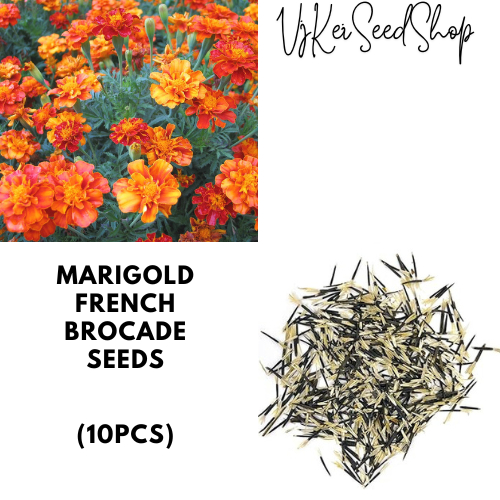 Marigold French Brocade Seeds (10pcs) | Shopee Philippines