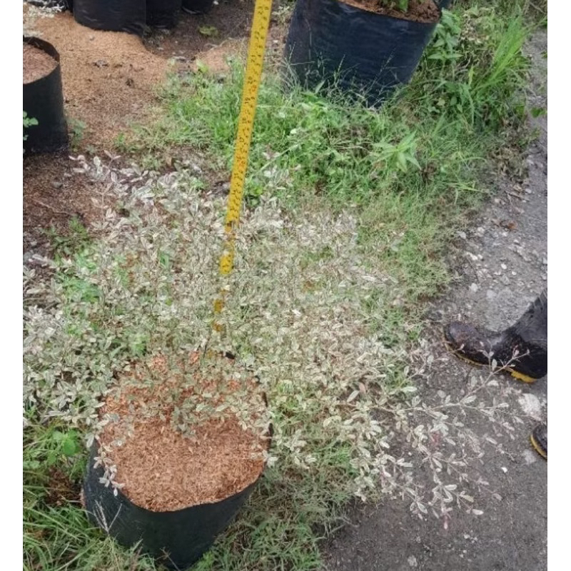 BIG VARIEGATED AFRICAN TALISAY PLANT (MADAGASCAR ALMOND/UMBRELLA PLANT ...