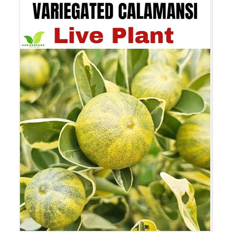 Variegated Calamansi (Calamondin) Seedling | Shopee Philippines