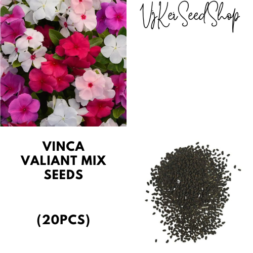 Vinca Valiant Mix Seeds (20pcs) | Shopee Philippines