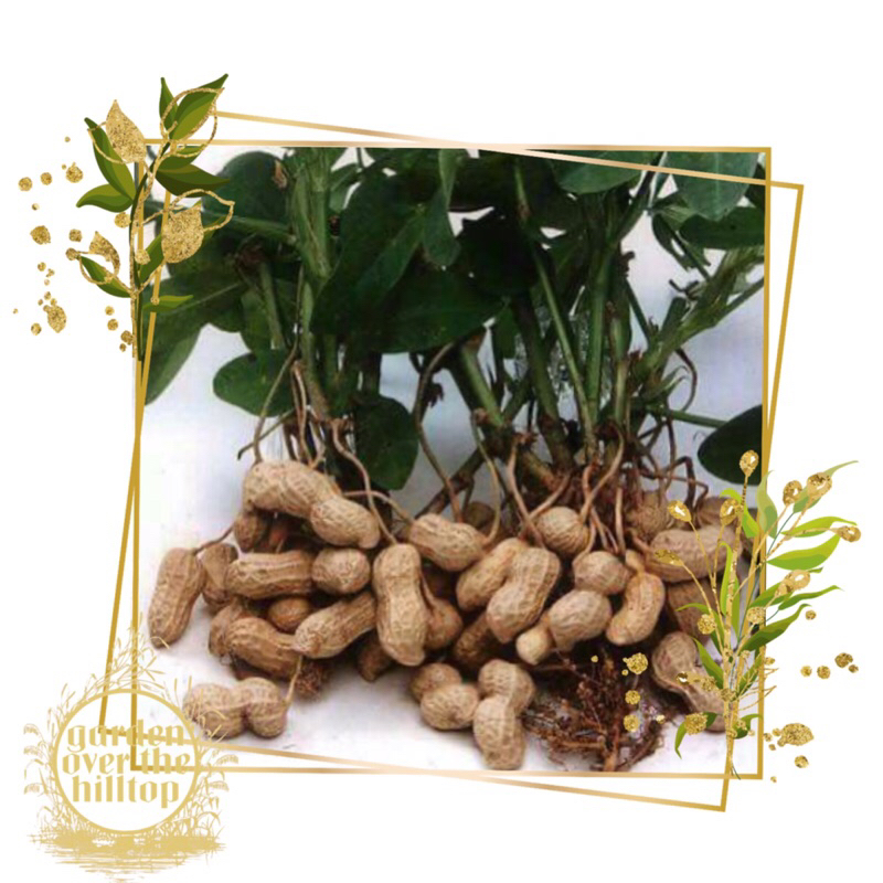 peanut mani seeds for planting red and white (approx 25+ seeds ...