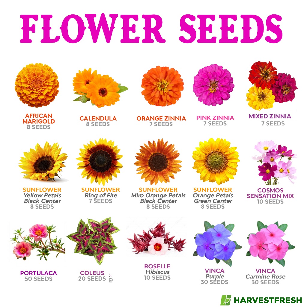 Flower Seeds - Marigold Coleus Cosmos Zinnia Celosia Daisy Gomphrena ...