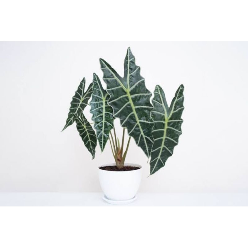 Alocasia Amazonica Small | Shopee Philippines