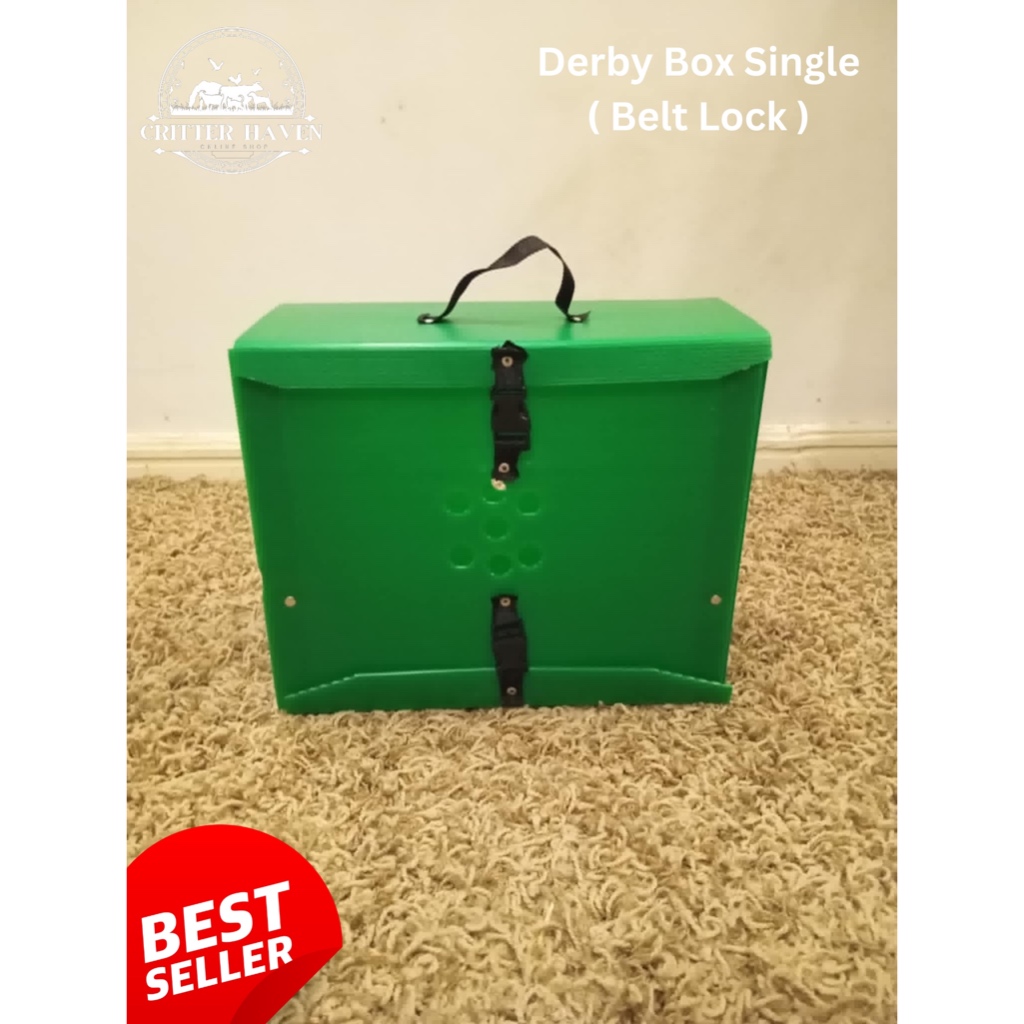 Single Derby chicken box ( Belt Lock) / kulungan ng manok / game fowl ...