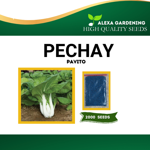 PECHAY SEEDS Pavito - QUALITY | Shopee Philippines