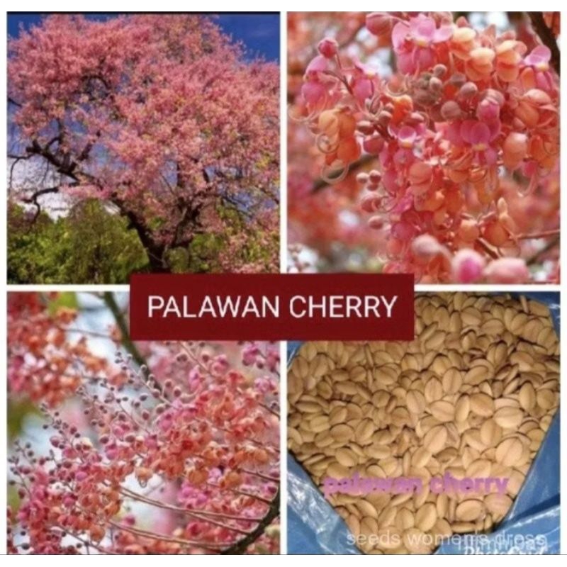 PALAWAN CHERRY (cassia grandis) 15 seeds buy 2 get 1 free | Shopee Philippines