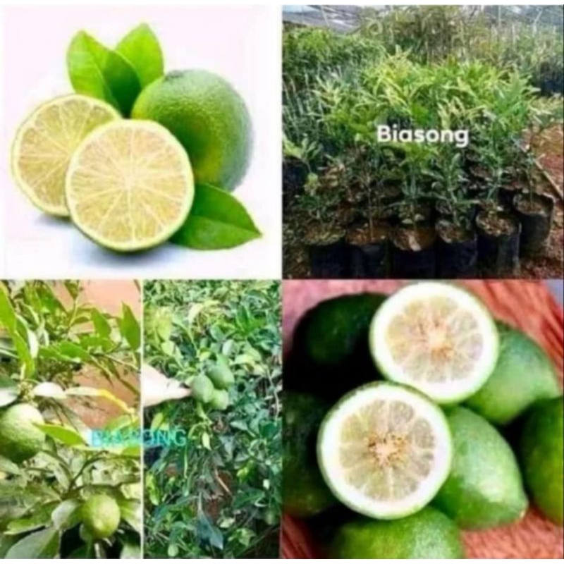 Biasong/suha ( 7 pcs ) | Shopee Philippines