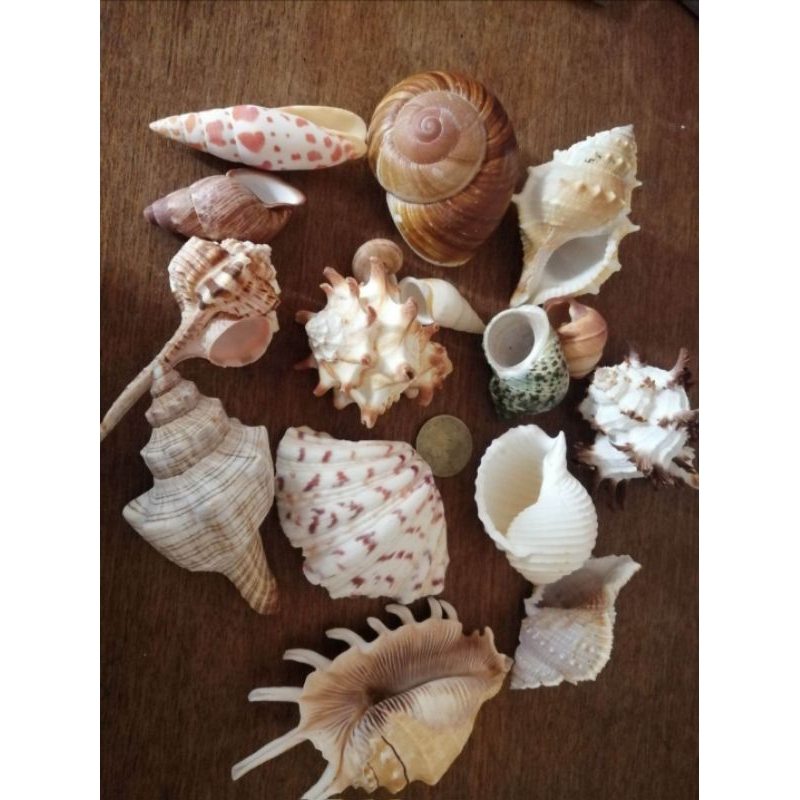 Real seashell l Mixed Seashells I Aquarium l Hermit Crabs extra shell ...
