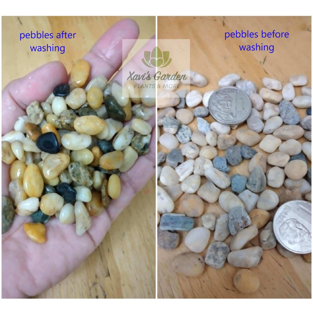 1 kilo Original Assorted Mindanao Pebbles for Garden, Aquarium and Home ...