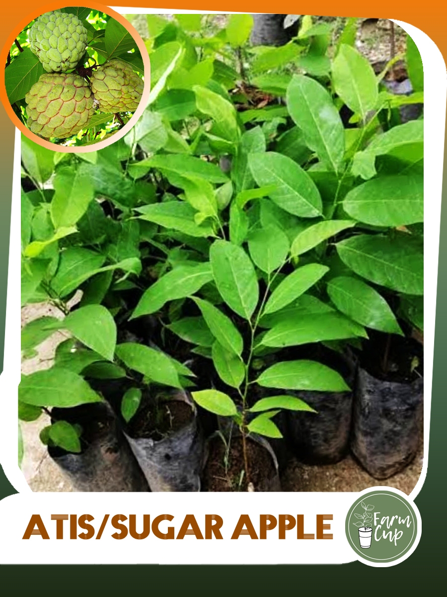 ATIS / SUGAR APPLE / SWEETSOP (LIVE PLANT) | Shopee Philippines