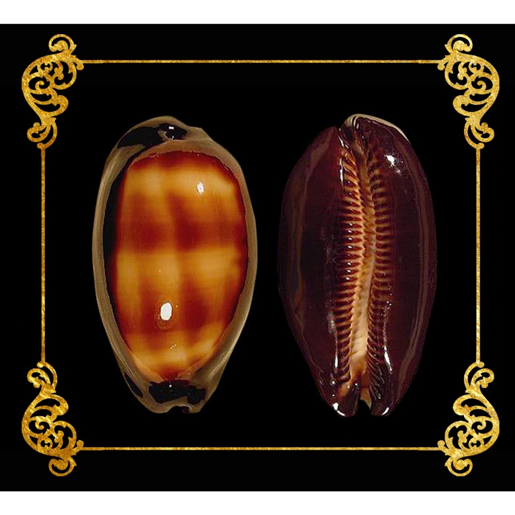 Cyprea Talpa | Mole Cowrie | 1 - 2.6 Inches Seashells | Shopee Philippines