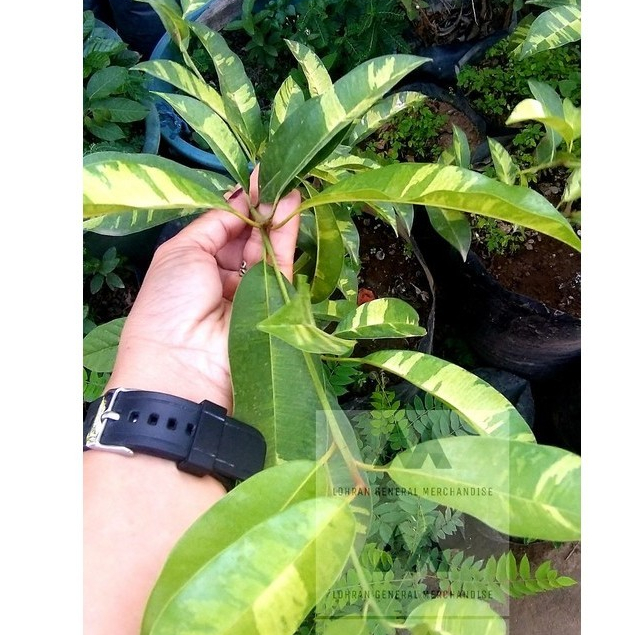 LGM Grafted Chico Pineras Variegated and Hybrid Fruit seedlings ...