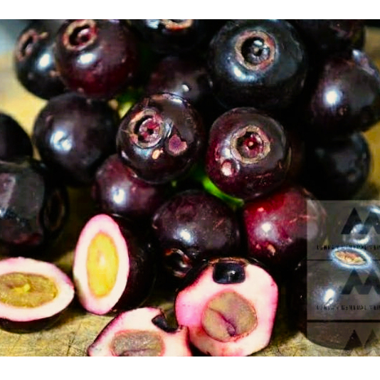 Lipote Fruit Tree Seedlings/Brazilian Grape Fruit Seedlings big size ...