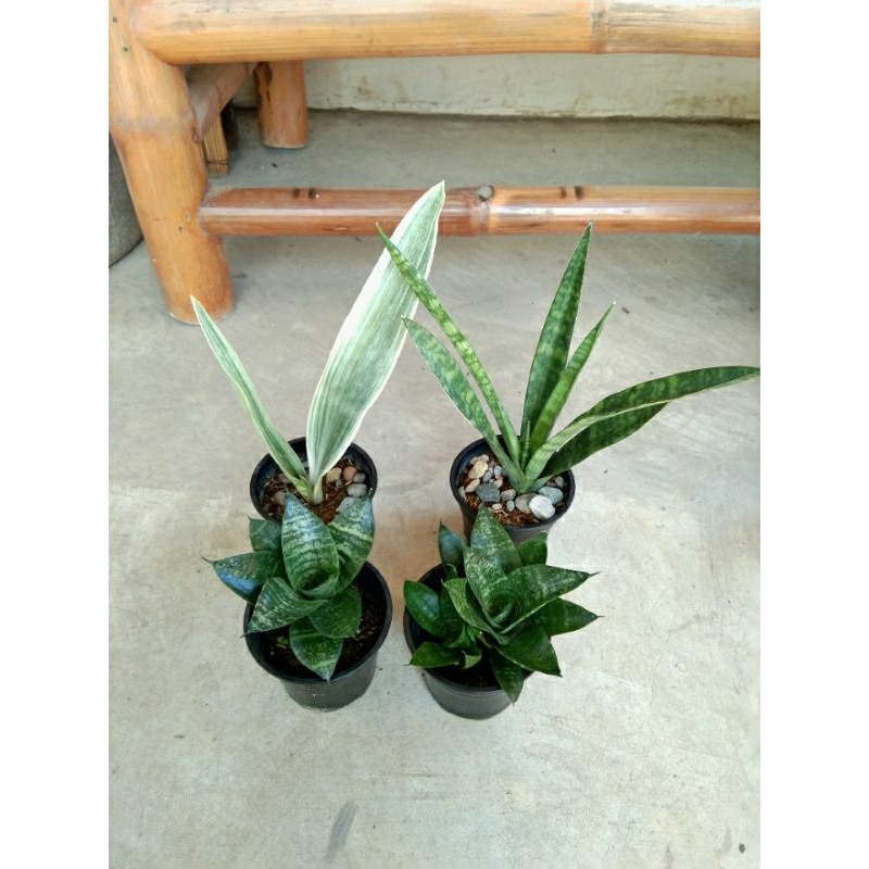 Sanseveria Silver Siam, Parva, Birds Nest: live plant | Shopee Philippines