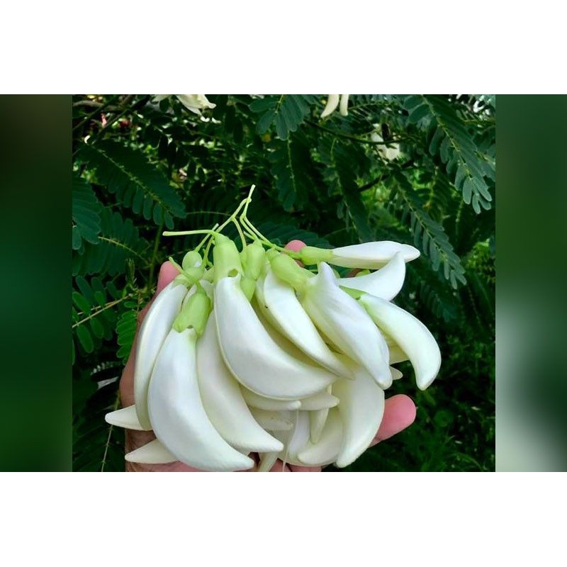 katuray big and matured stem. cuttings. mataba at mahaba . best to ...