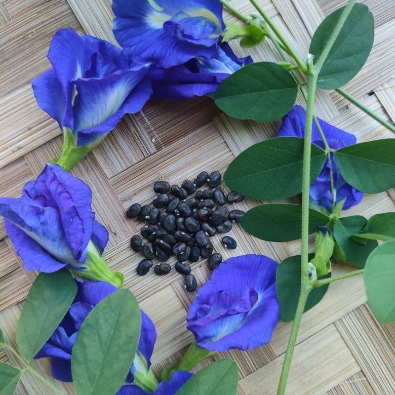 Shop blue ternate for Sale on Shopee Philippines