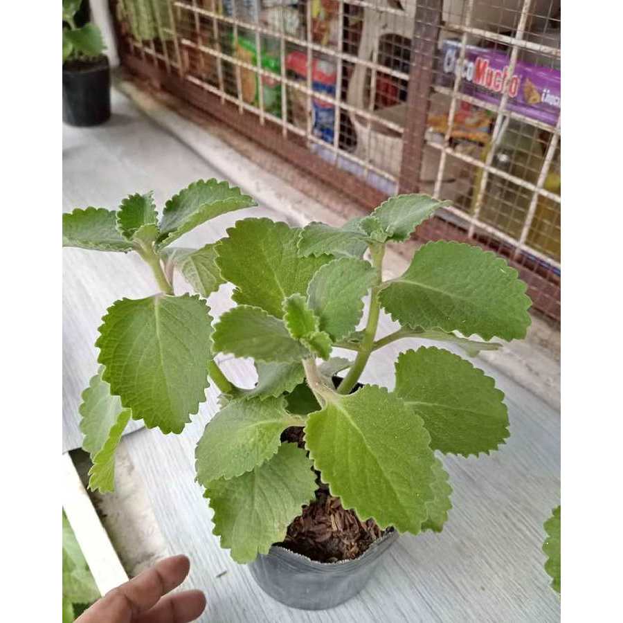Oregano (Herb Plant) | Shopee Philippines