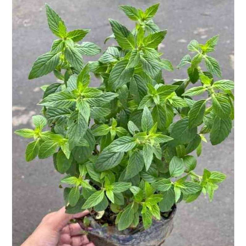 Java Mint (Herb Plant) | Shopee Philippines