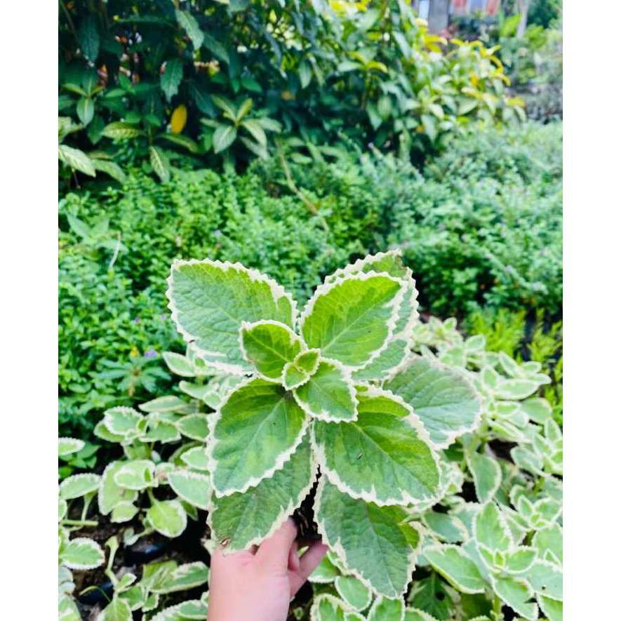 Variegated Oregano (Herb Plant) | Shopee Philippines