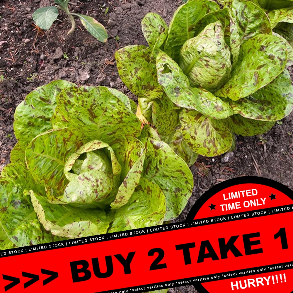 Speckled Butterhead Lettuce Seeds - Lettuce Speckled Butterhead Seeds ...