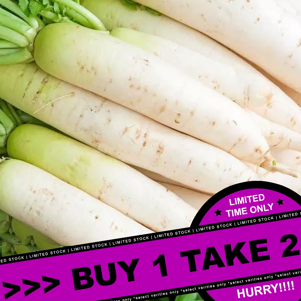 Radish / Labanos Seeds - White Radish Seeds Vegetable Seeds Heirloom ...