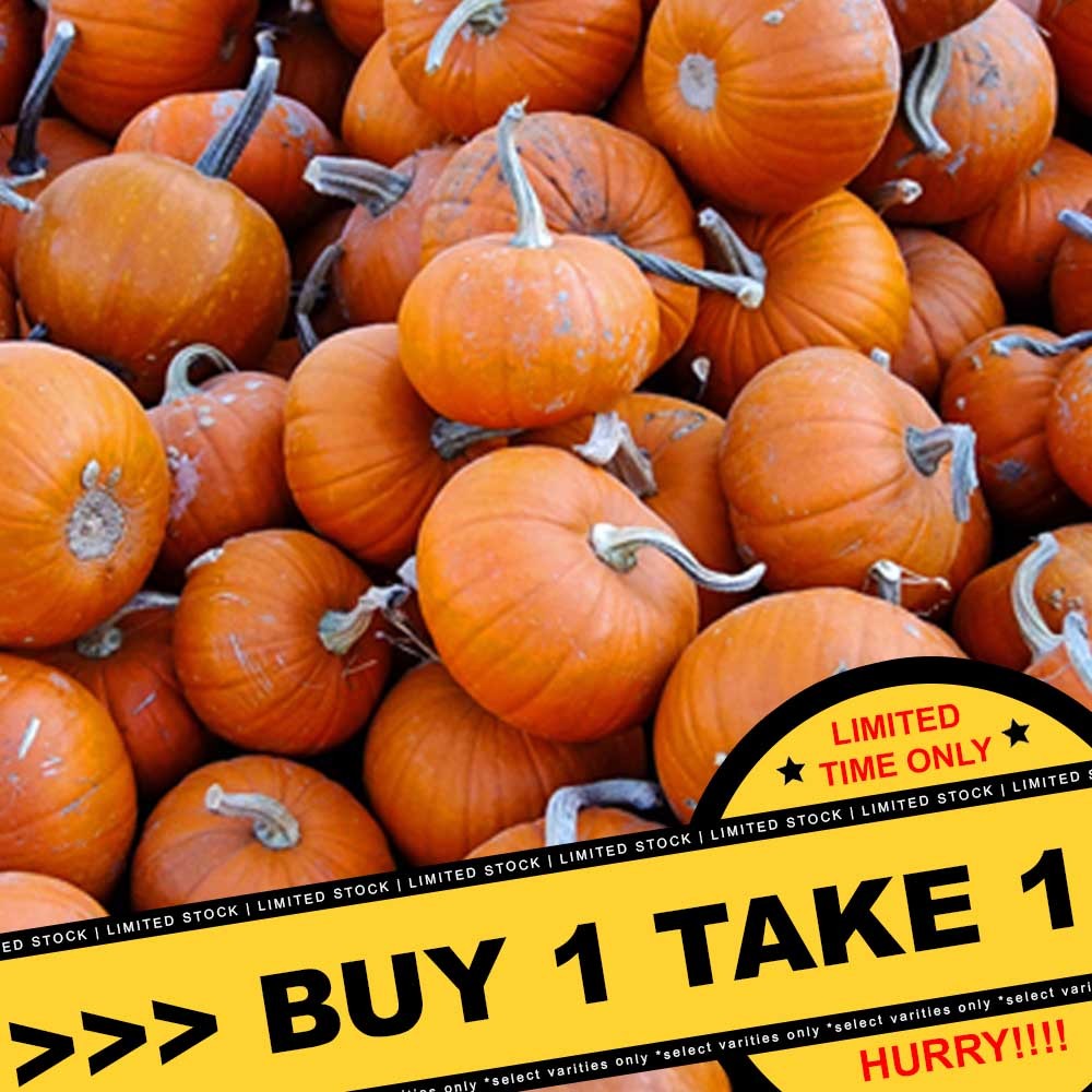 Baby Bear Pumpkin Seeds - Baby Bear Squash Seeds - Heirloom Seeds ...