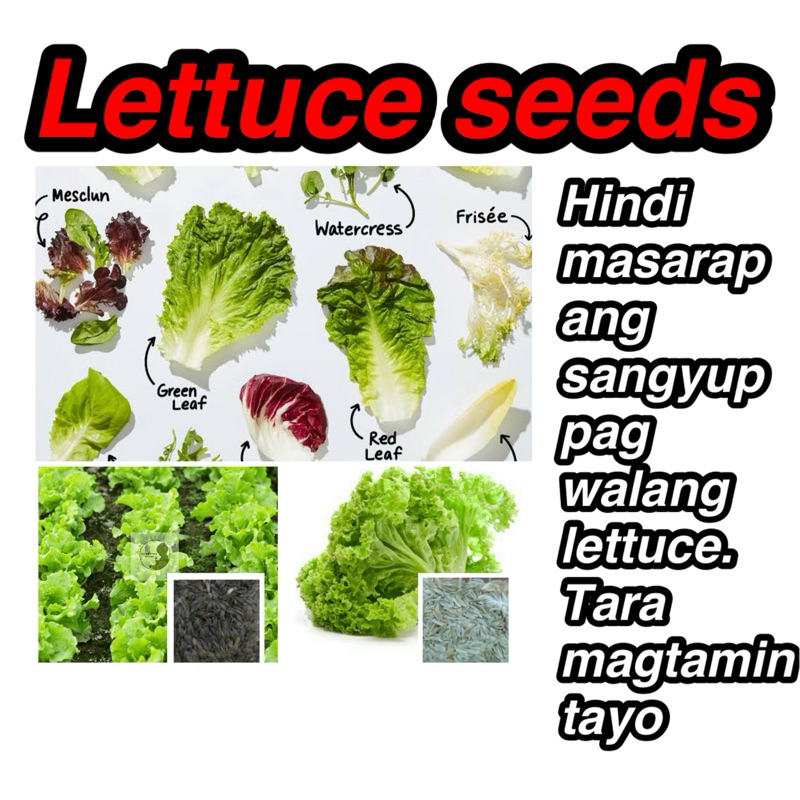 Lettuce seeds hybrid vegetables repacked seeds for planting Buto pang ...