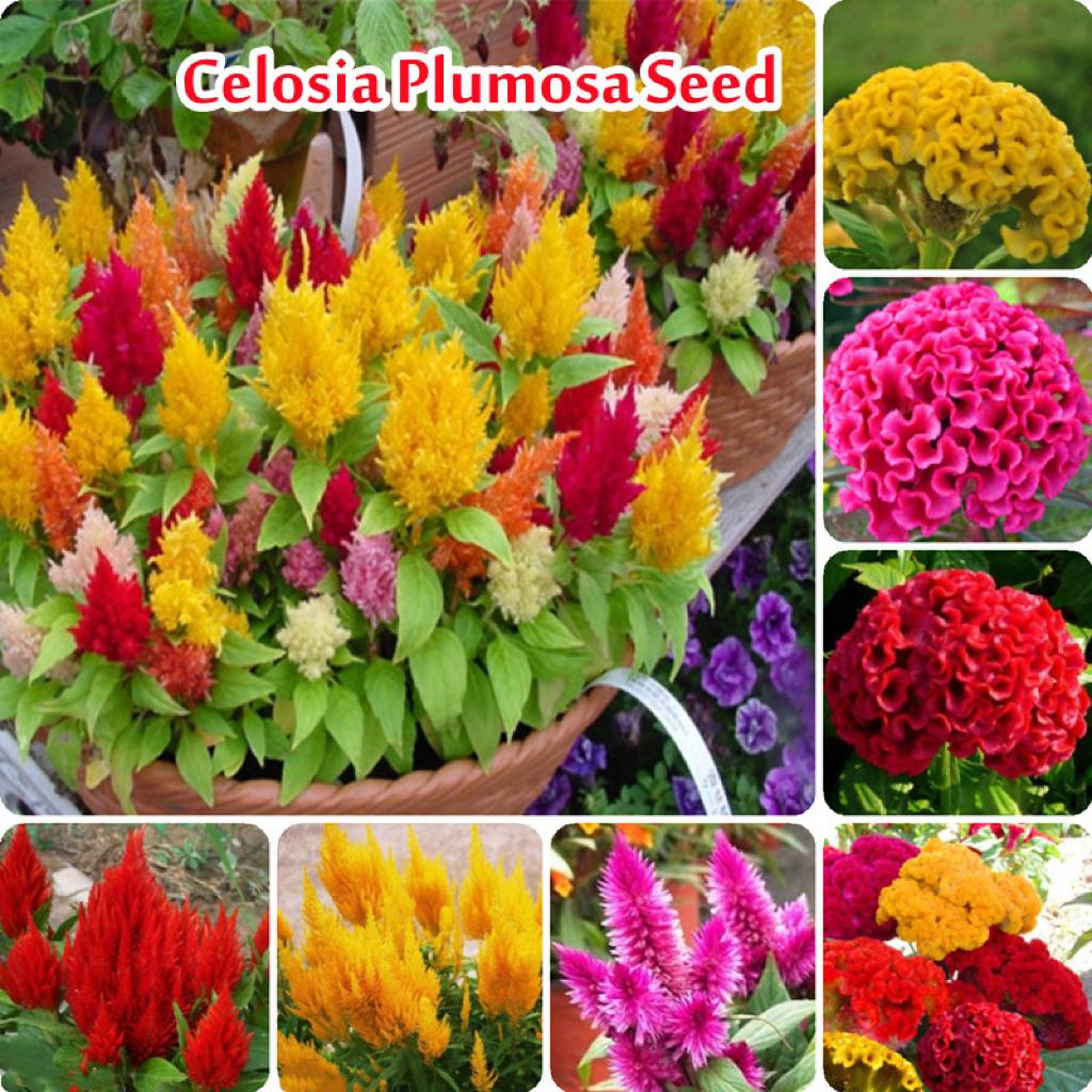 100 pcs/bag Color Mixing Celosia Plumosa Seed Gardening Flower Seeds ...