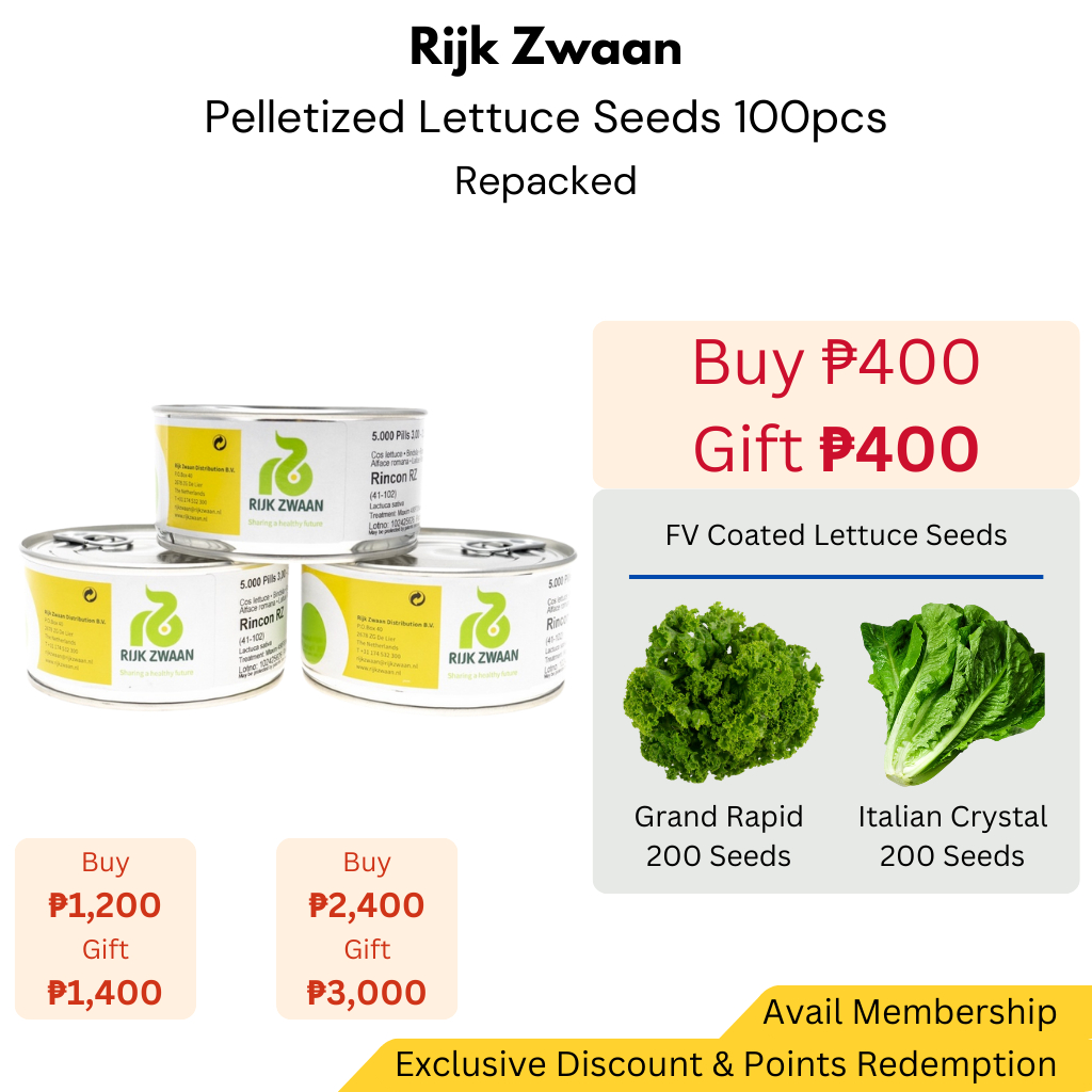 Rijk Zwaan RZ Pelletized Lettuce Seeds 100pcs | Lalique Olmetie Locarno ...