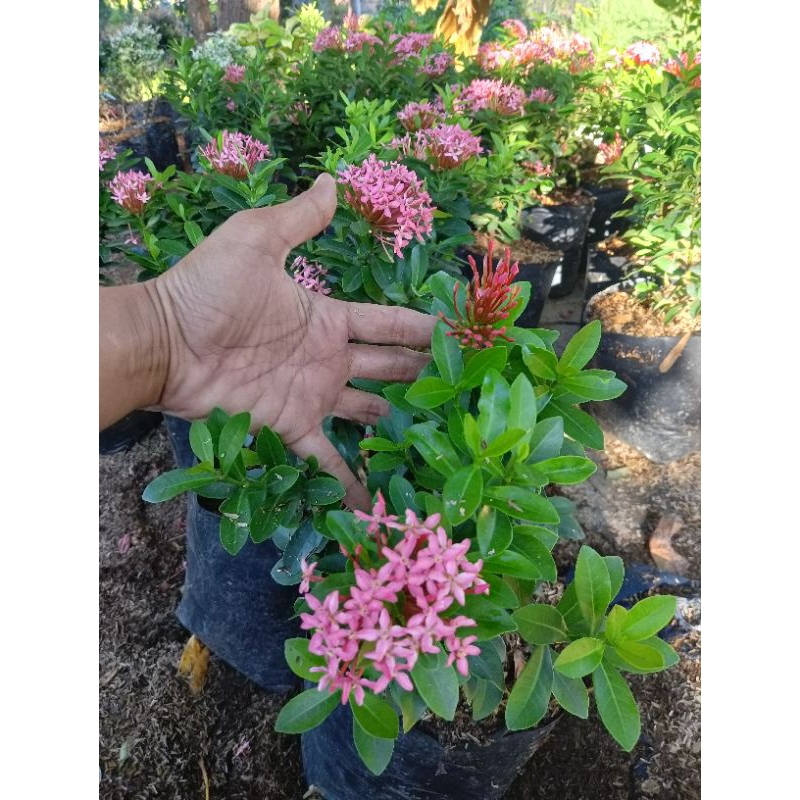Dwarf Santan (imported) | Shopee Philippines